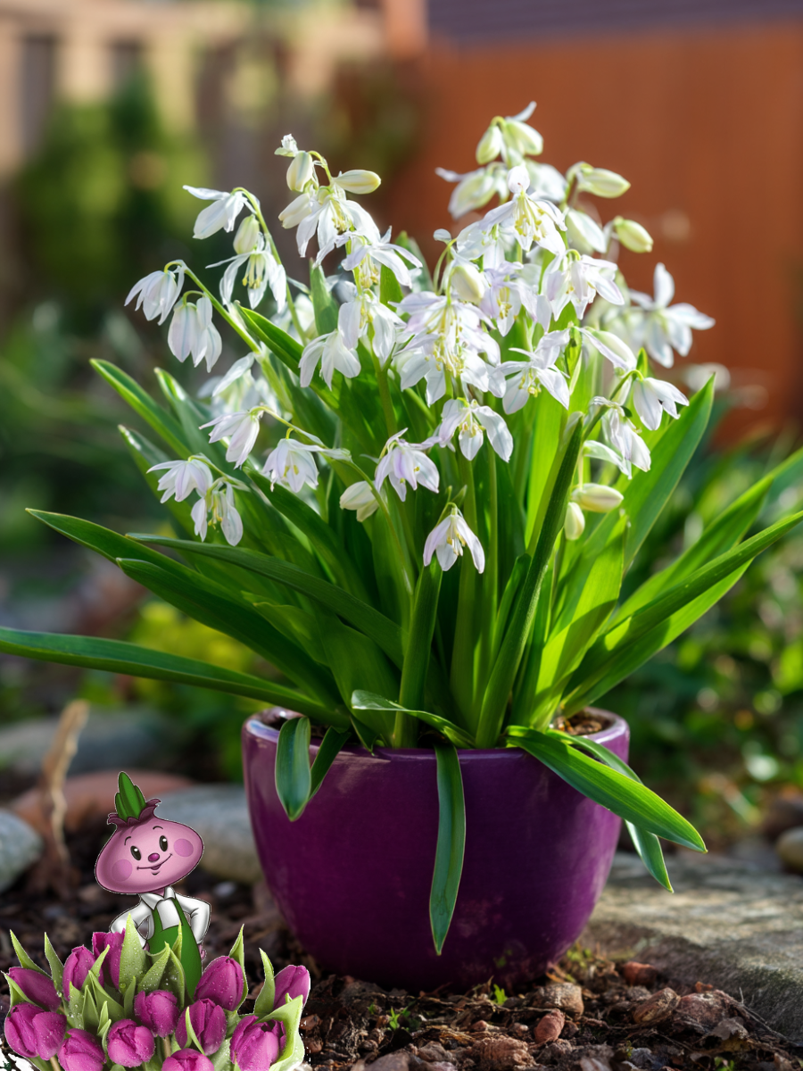 Луковицы цветов, chipollino flowers, хионодокса LUCILIAE ALBA (10 луковиц)