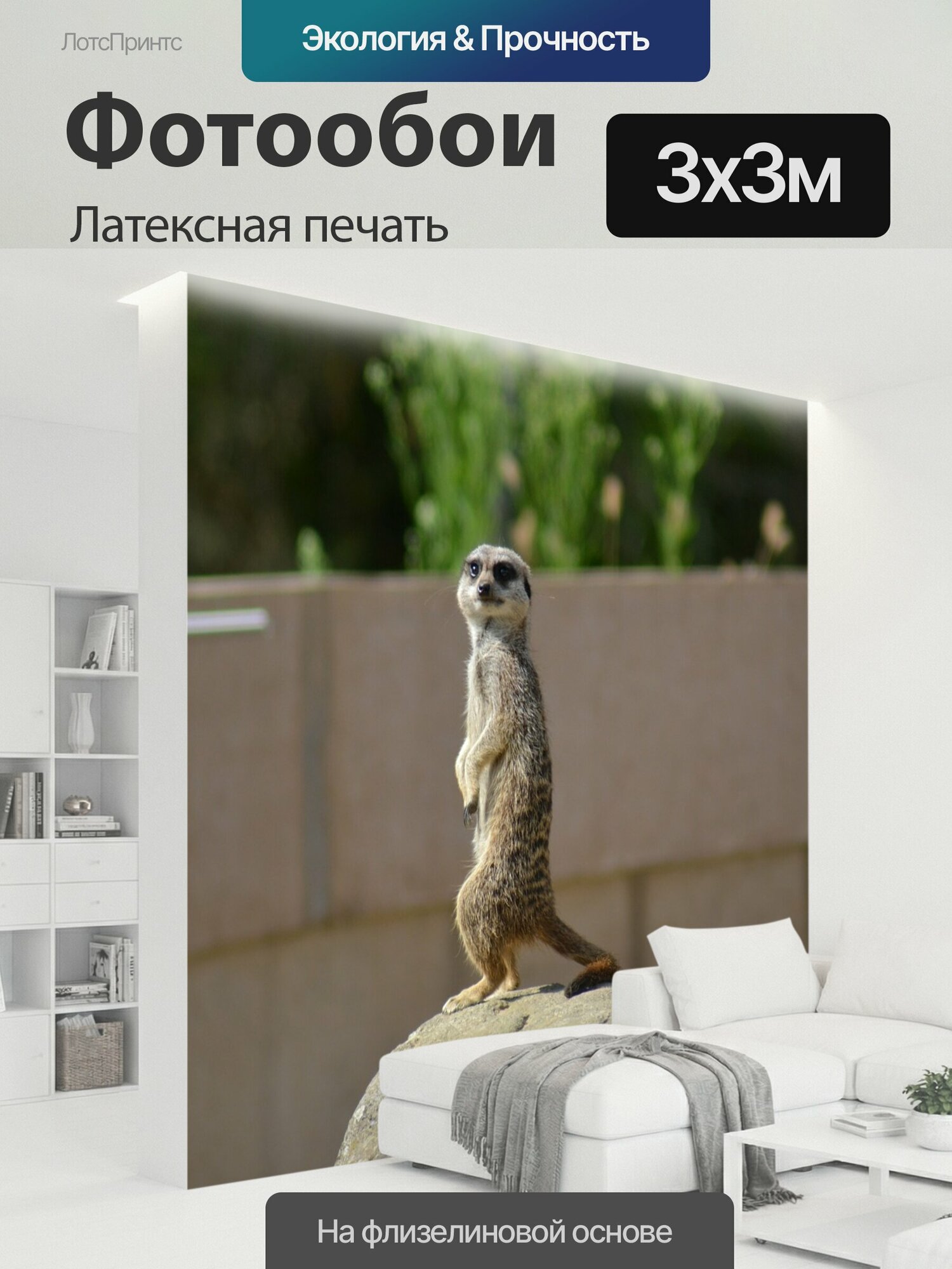 Фотообои моющиеся ударопрочные "Сурикат, сурик, простые" 300x300 см. латексная печать