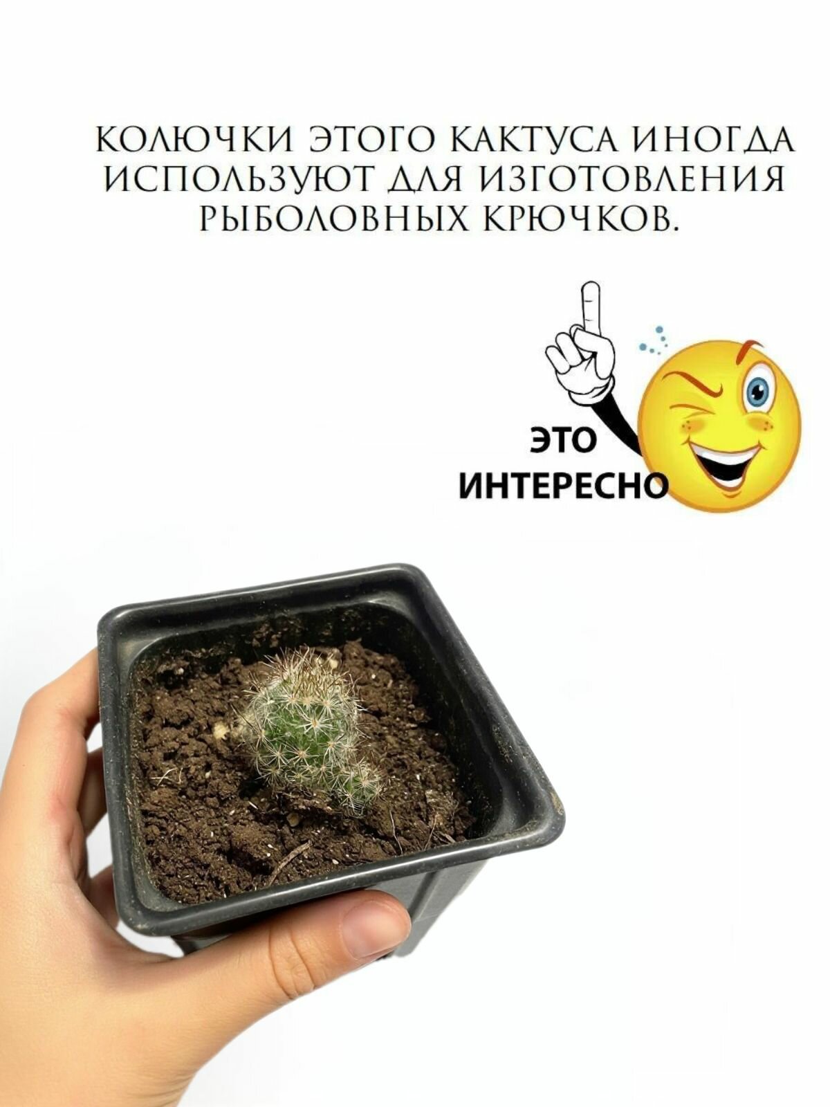 Маммилярия Пролифера — фото 1
