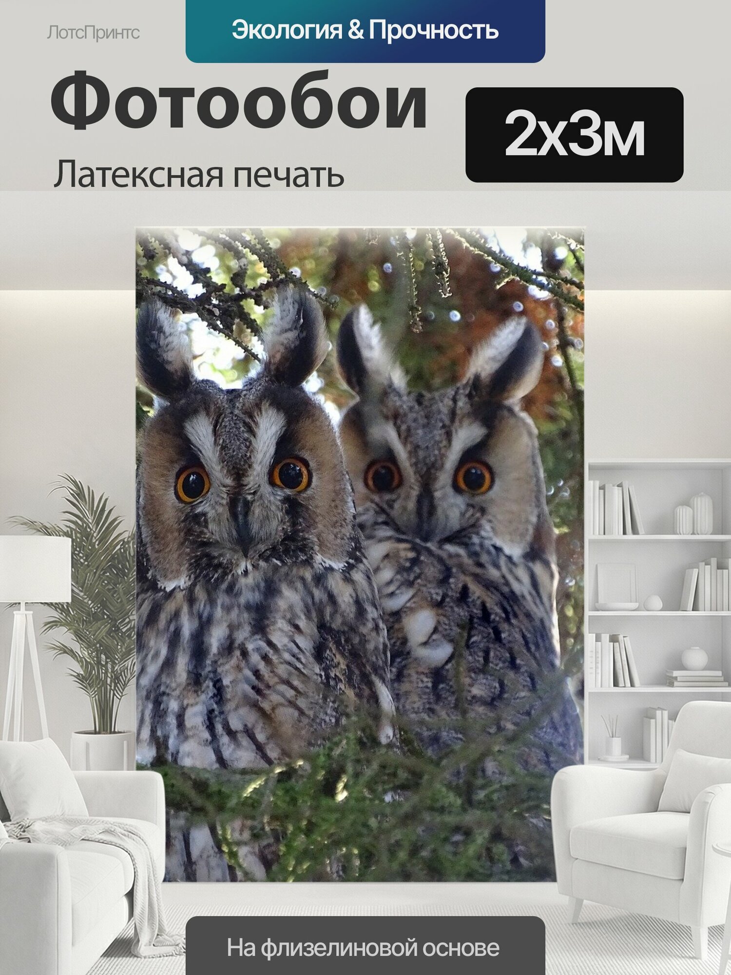 Фотообои моющиеся ударопрочные "Сова, ушастая сова, asio otus" 200x300 см. латексная печать