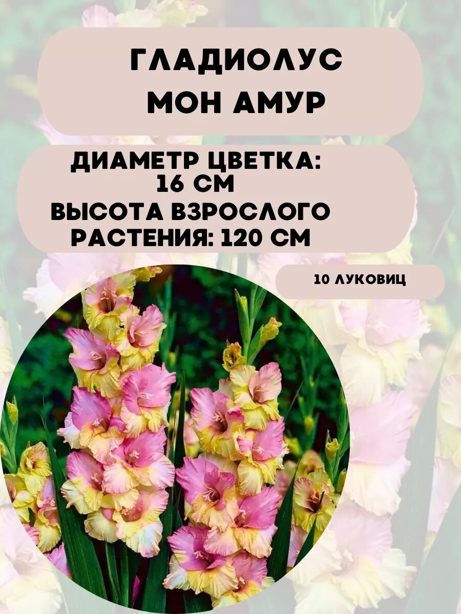 Гладиолус крупноцветковый/Луковицы гладиолуса