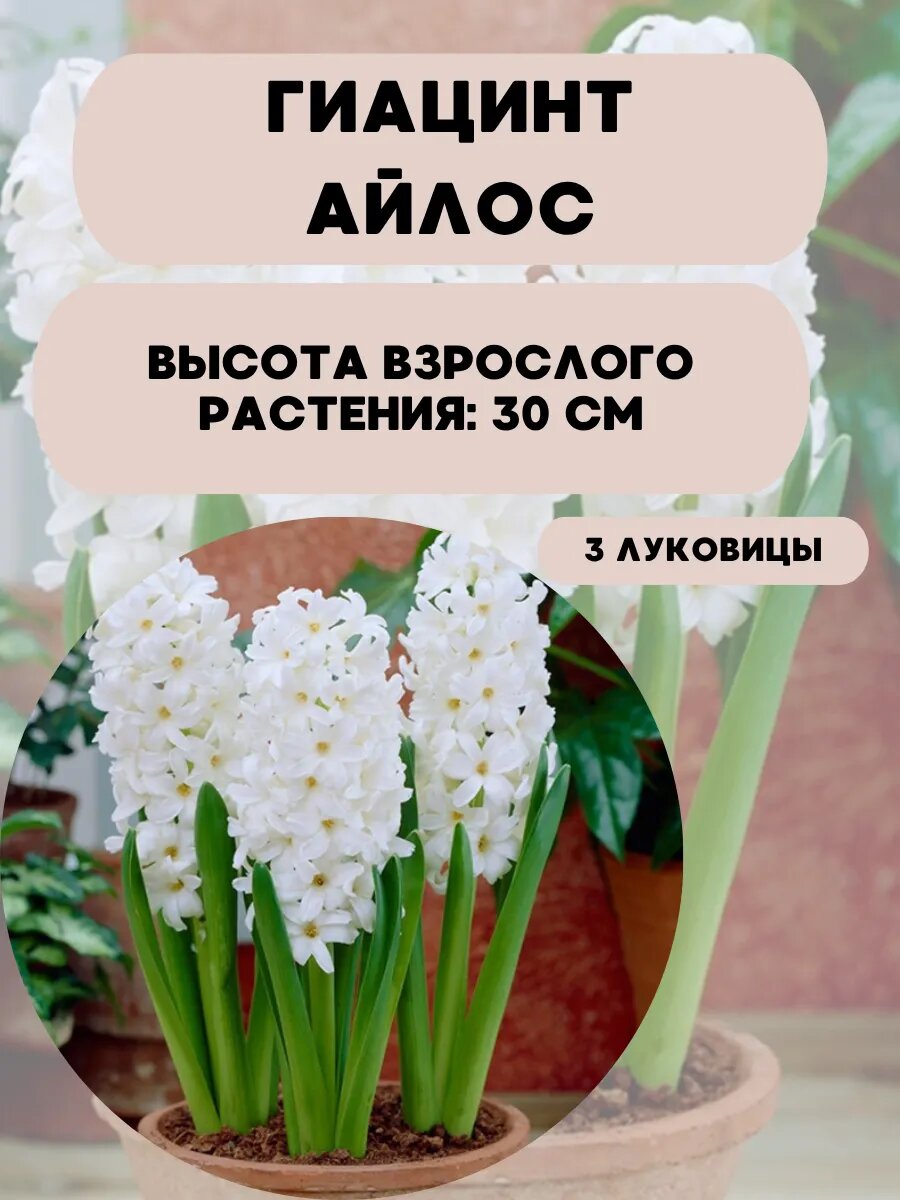 Гиацинт многолетний луковицы растений