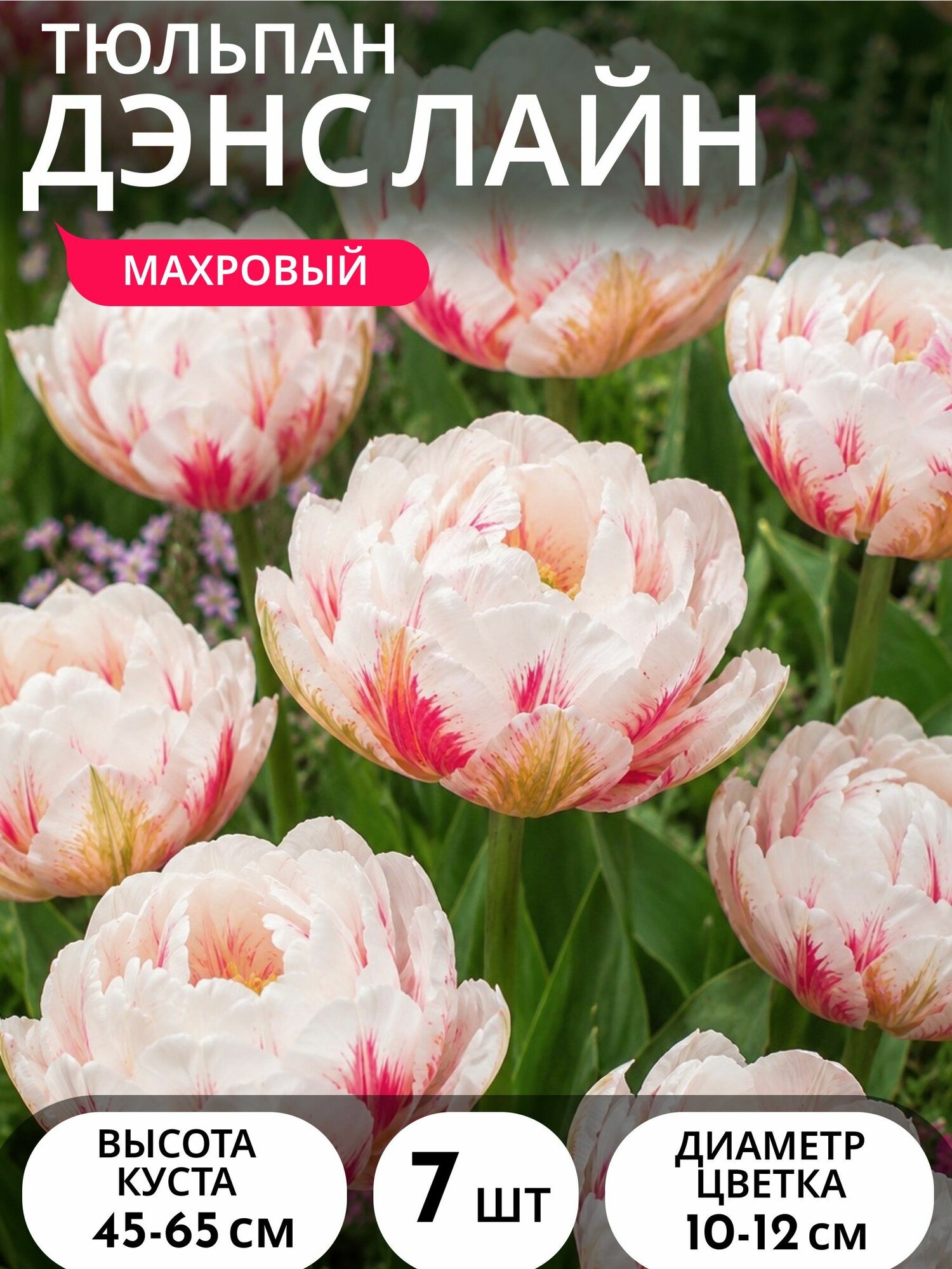 Тюльпаны махровые многолетние луковицы сорта "Дэнс Лайн" 7 шт
