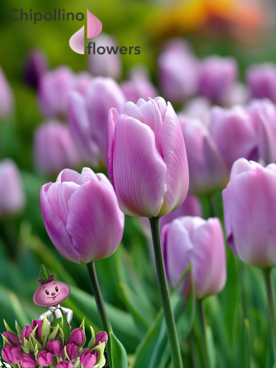 Луковицы цветов, Chipollino flowers, Тюльпан LIGHT PINK PRINCE (3 луковицы)