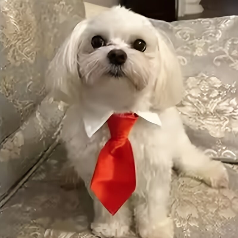 Классические галстуки для собак и котят, 6 штук, красные, размер M.