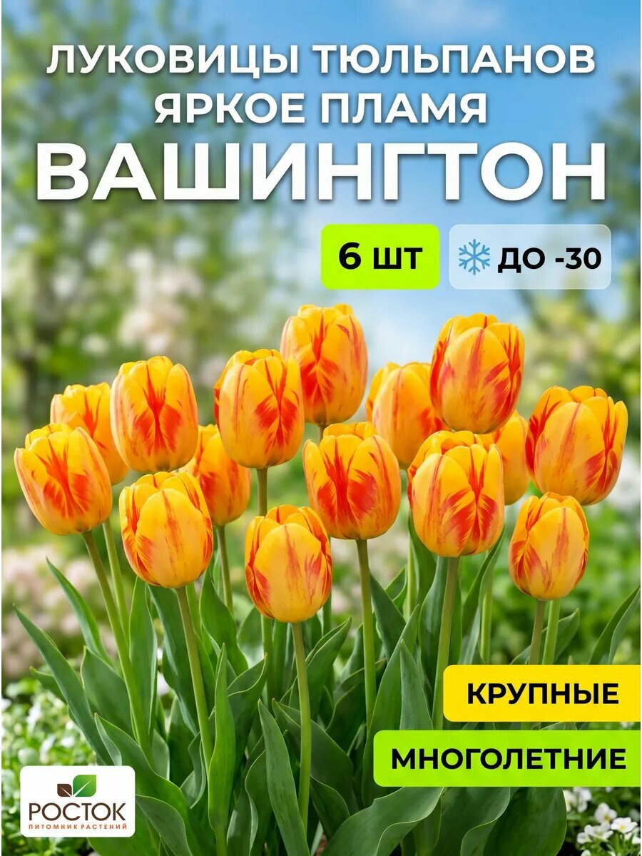 Луковицы тюльпанов Вашингтон