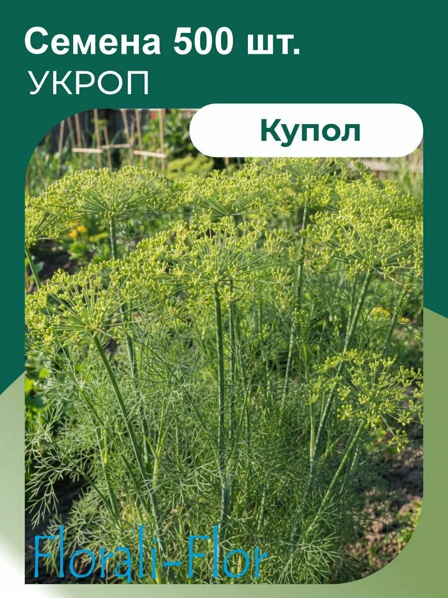 Укроп Семена