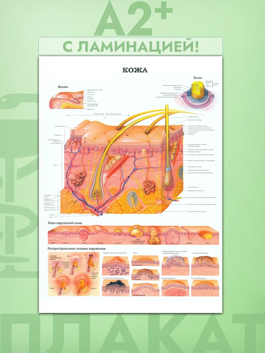 Постер А2 анатомия, кожа