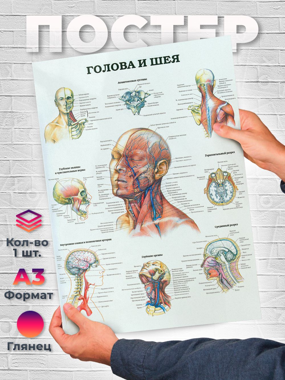 P012 Постер А3 Анатомия головы и шеи человека