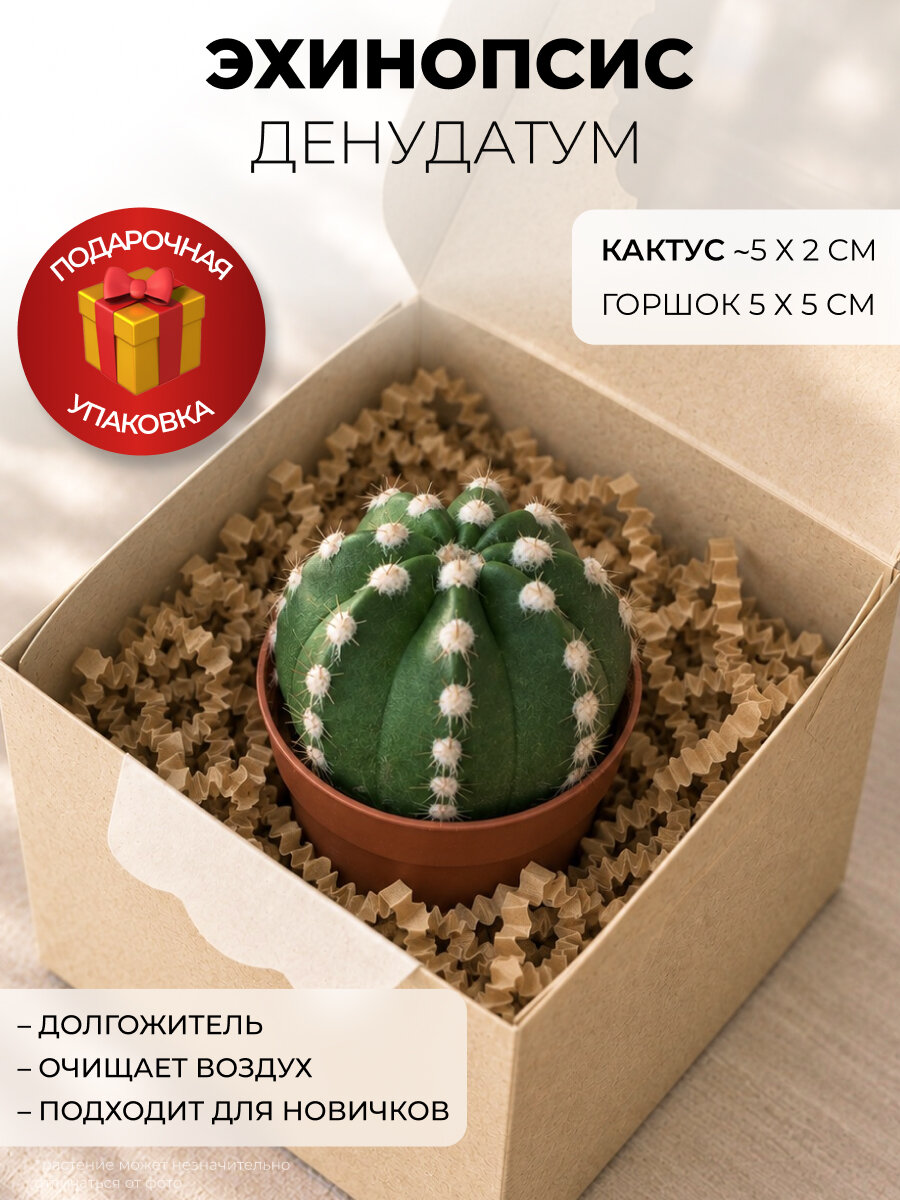 Кактус Эхинопсис Денудатум sinitca_leaf, шаровидной формы, живое растение в подарочной упаковке 1 шт.