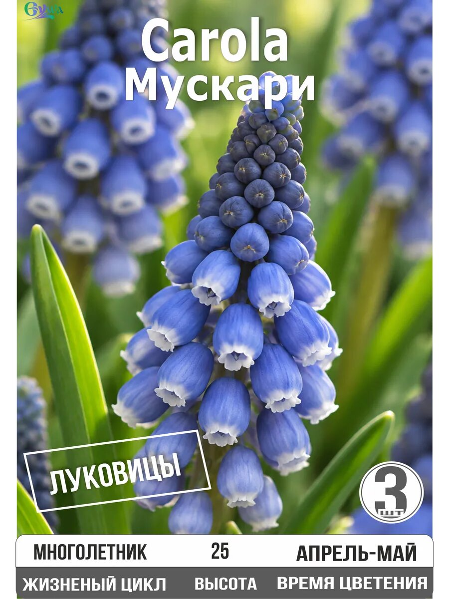 Мускари Карола, луковицы многолетние 3 шт