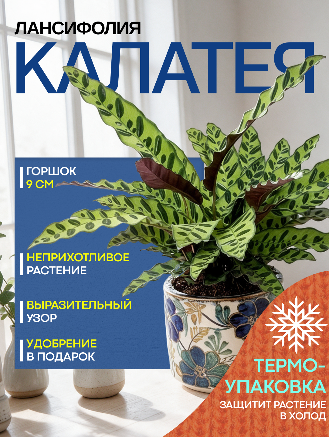 Калатея Лансифолия комнатный цветок в горшке живой