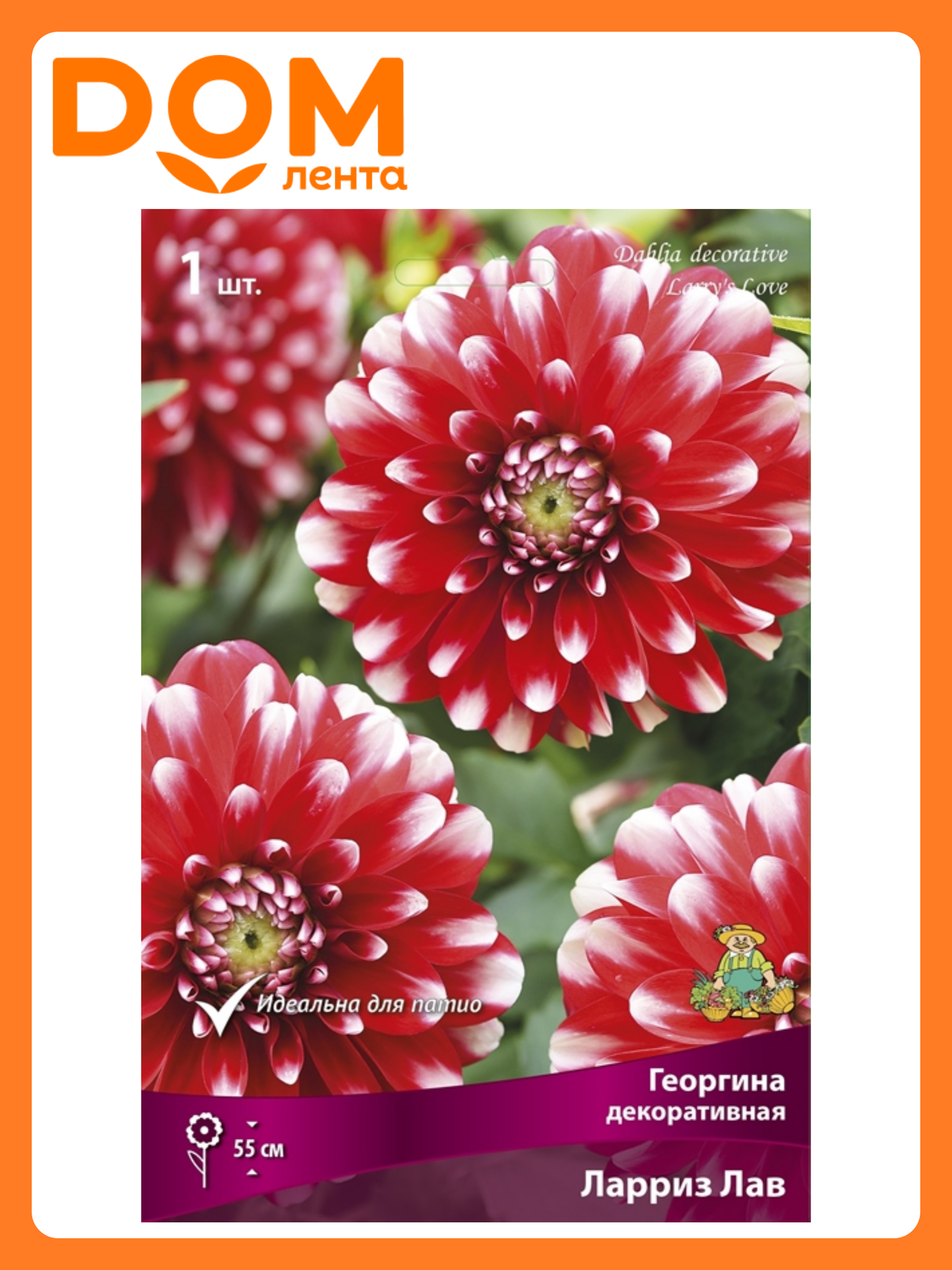 Луковицы Георгины Ларриз Лав 1 шт