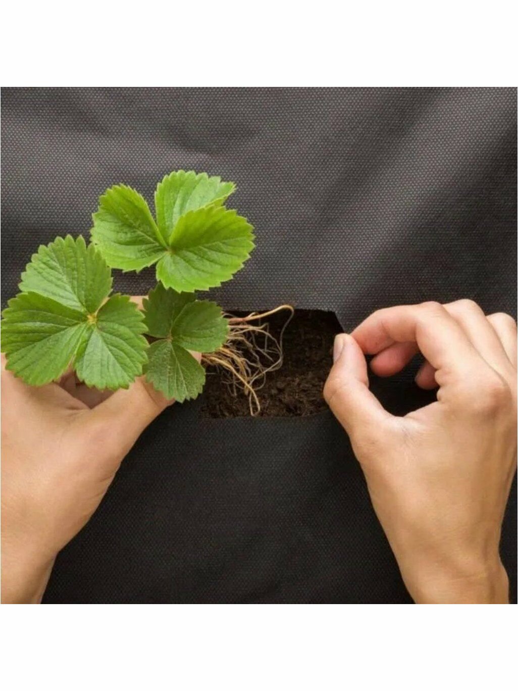 Спанбонд укрывной Агроспан №60 черный 3.2х10 м, плотность 60 мкм для защиты растений и мульчирования почвы в саду и огороде.