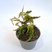 Бегония Амфиоксус д.6 см (Комнатное Растение, Begonia amphioxus)