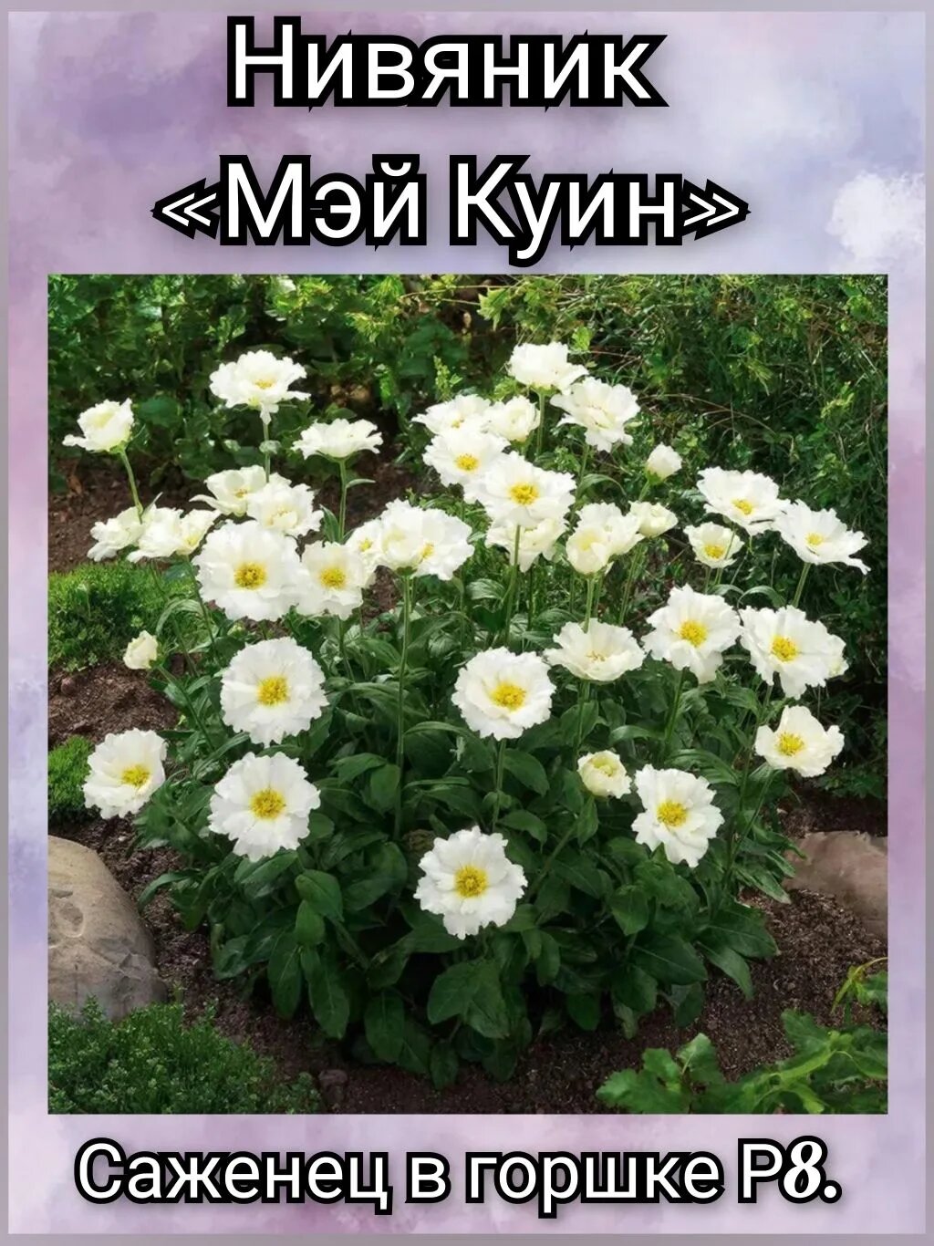 Нивяник «Мэй Куин»