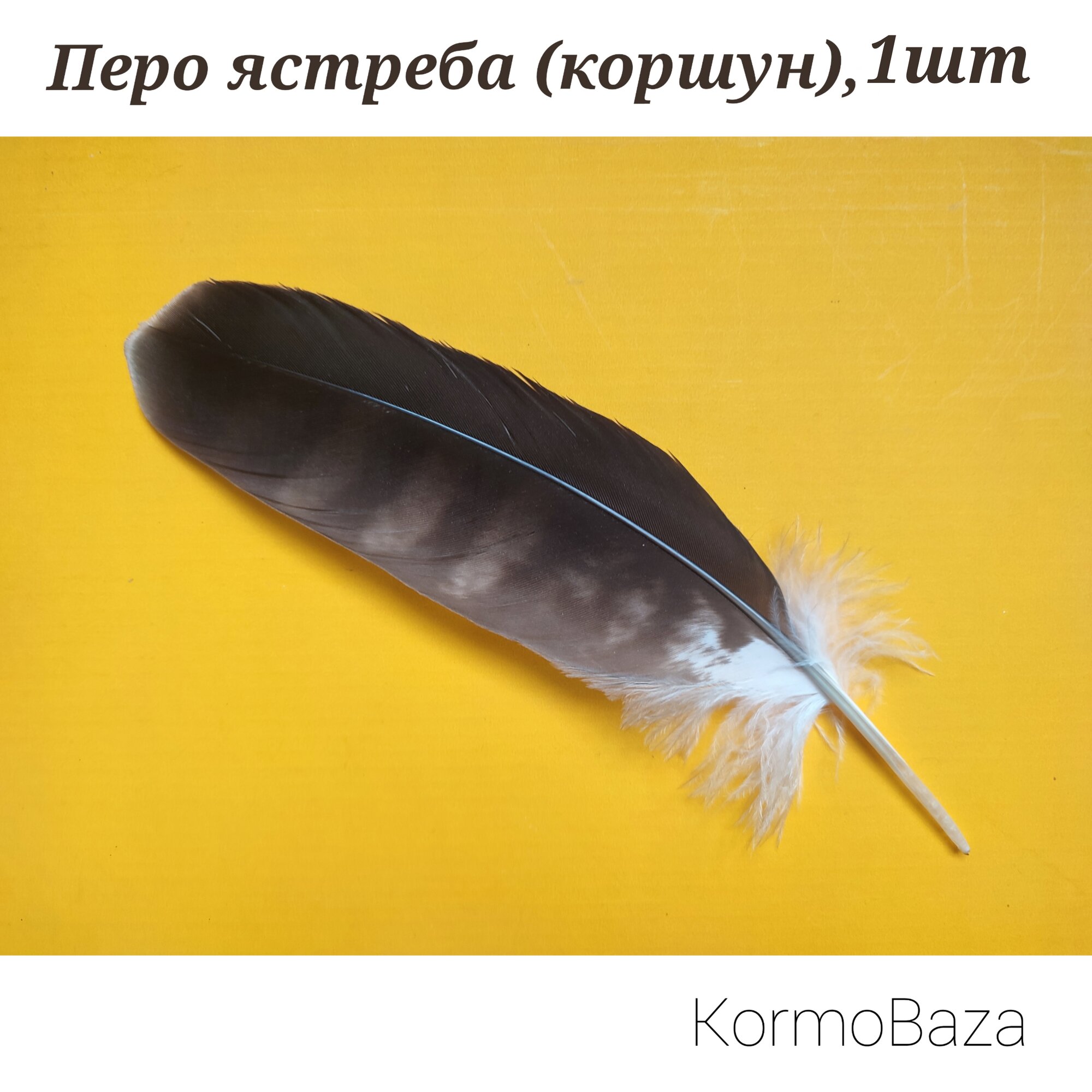Перо ястреба (коршун), 1шт. Натуральные перья