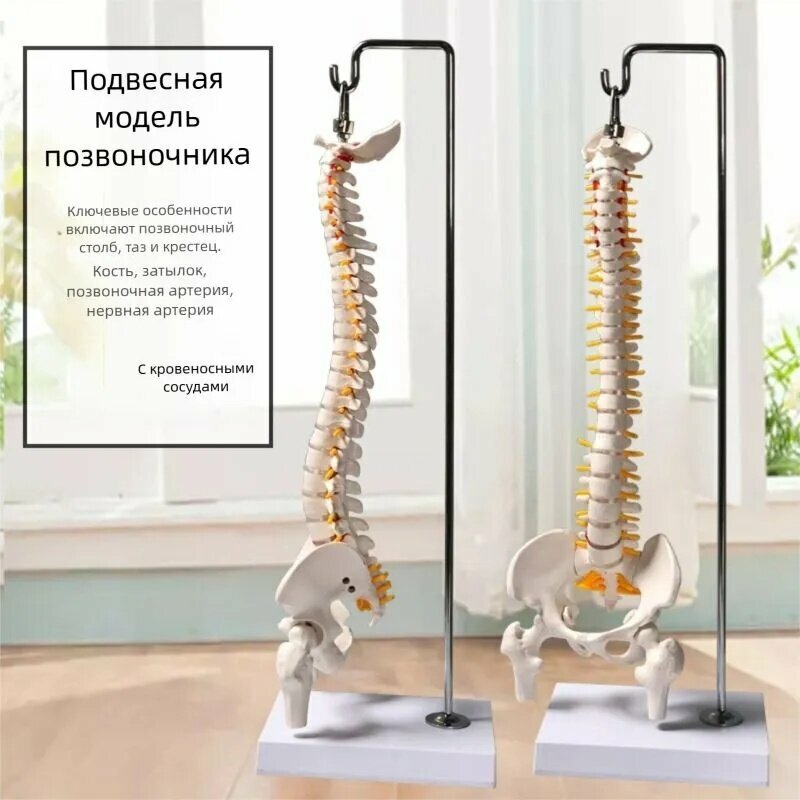 Подвесная анатомическая модель позвоночника человека Anatom(45 см) для учебных демонстраций и тренингов