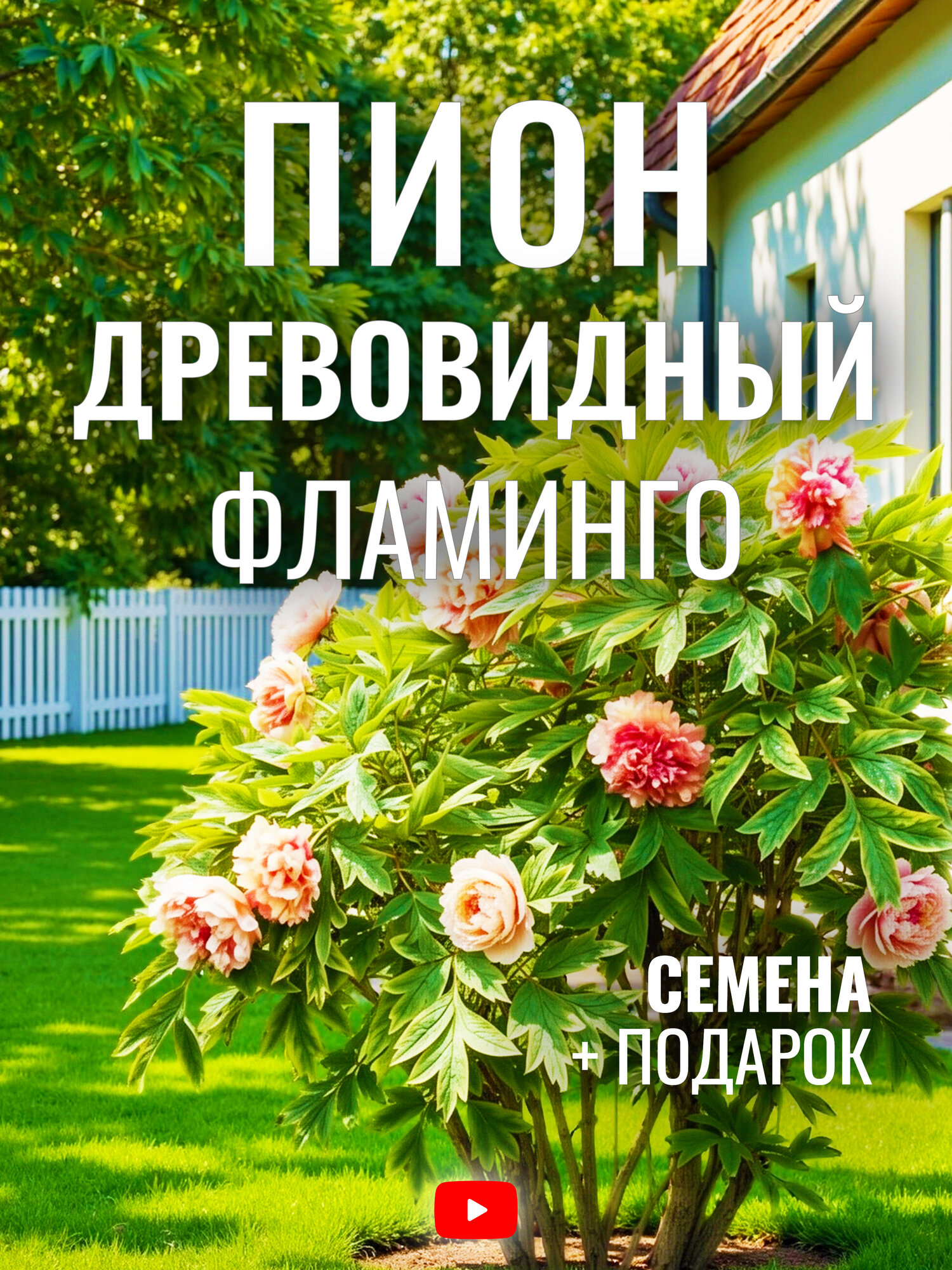 Древовидный Пион Фламинго, Семена, 5 шт, семена цветов и цветущих растений
