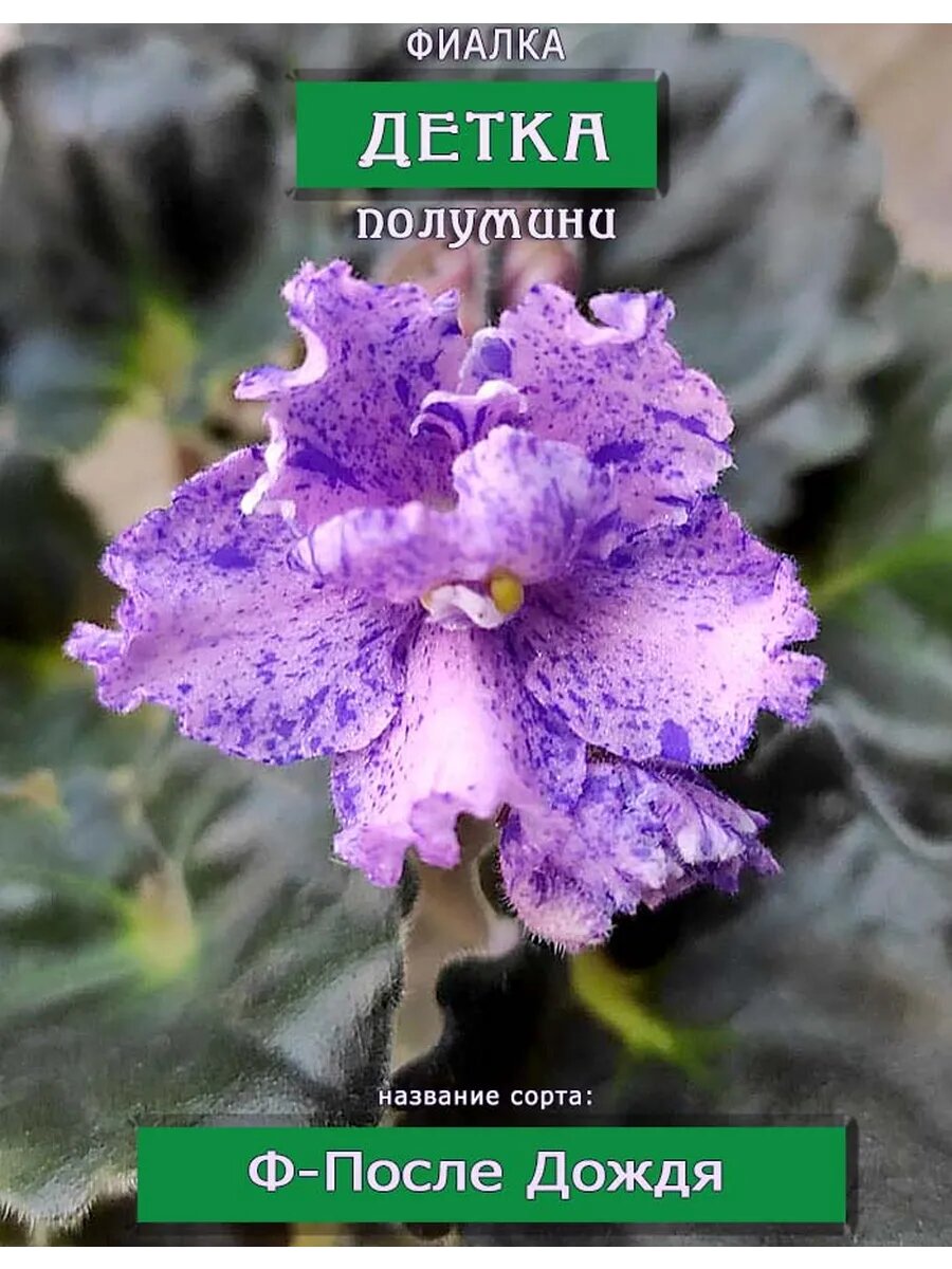Фиалка детка сорт Ф-После Дождя