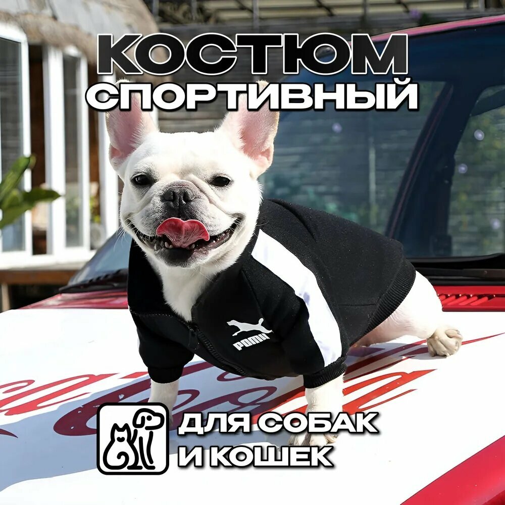 Костюм толстовка для собак и кошек спортивный