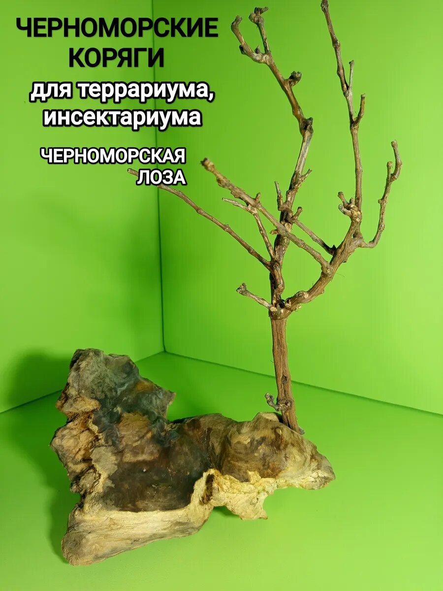 Коряги Черноморские для террариума, инсектариума