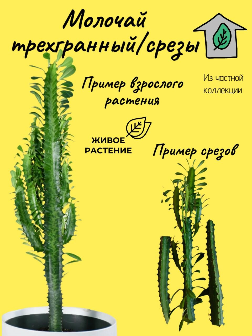 Молочай трехгранный (эуфорбия тригона) / срезы