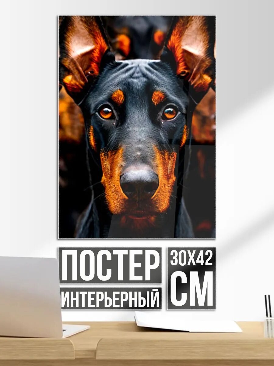 Постер на стену Морда добермана