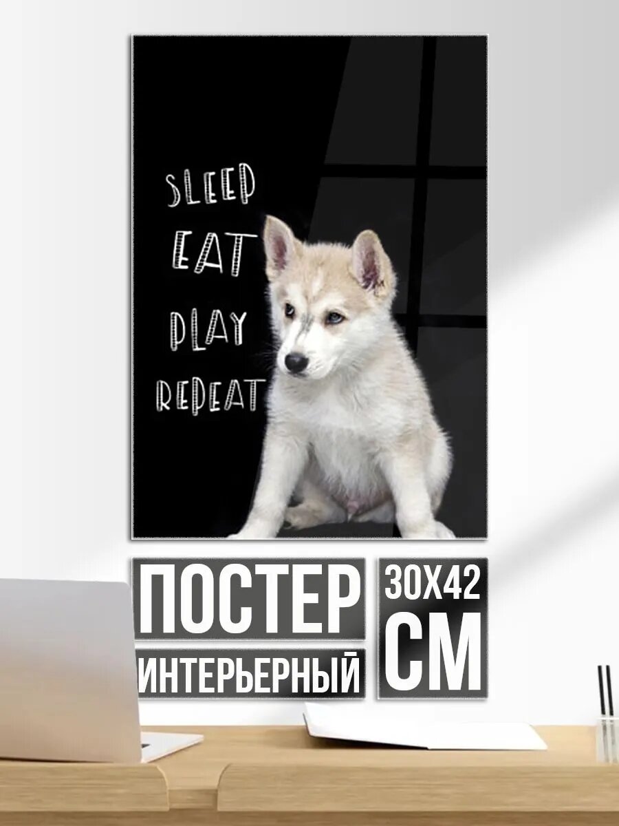 Постер на стену Sleep Eat Play Repeat Хаски щенок