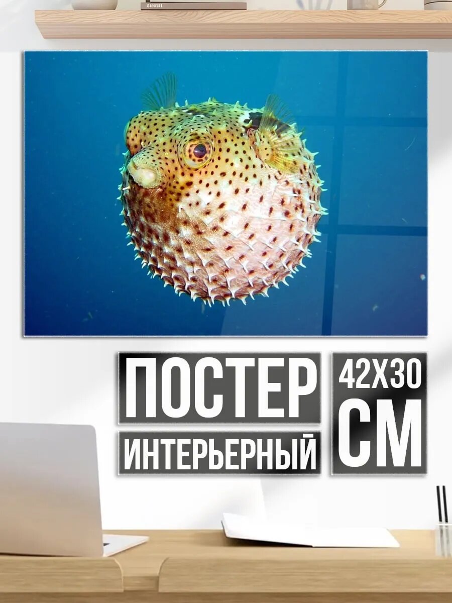 Плакат постер Рыба фугу в воде