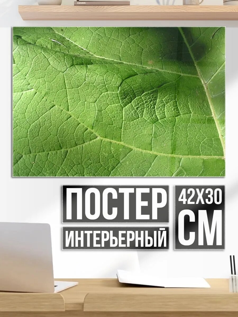 Плакат постер Крупный план листа