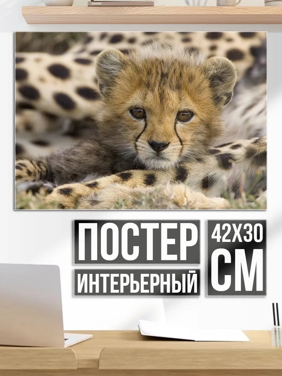 Плакат постер Детеныш гепарда