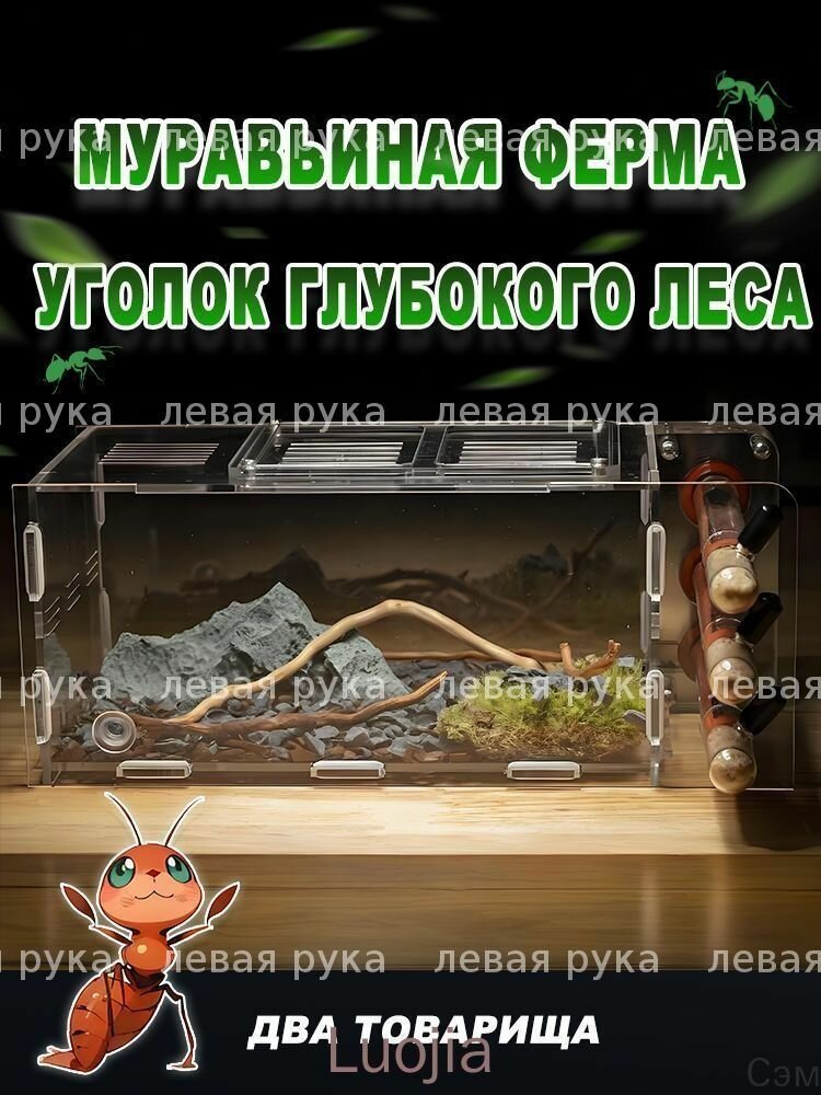Муравьиная ферма — фото 1