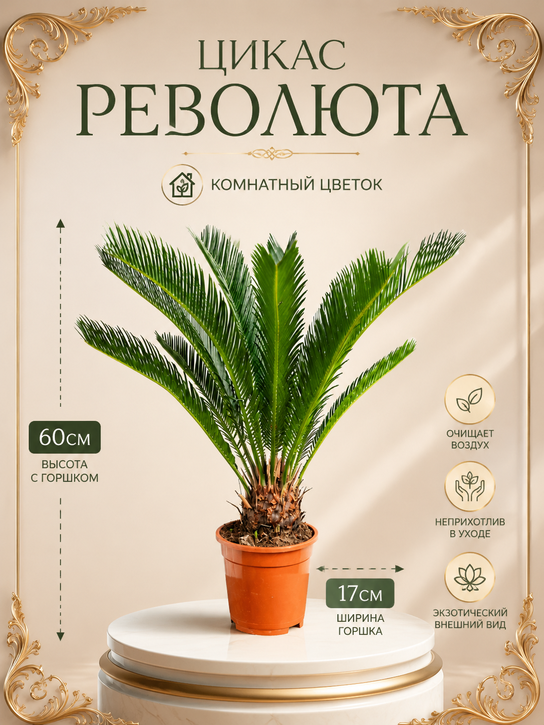 Geo Glass: Растение Цикас , комнатное растение живое , цветы для дома и офиса , 17/60 см