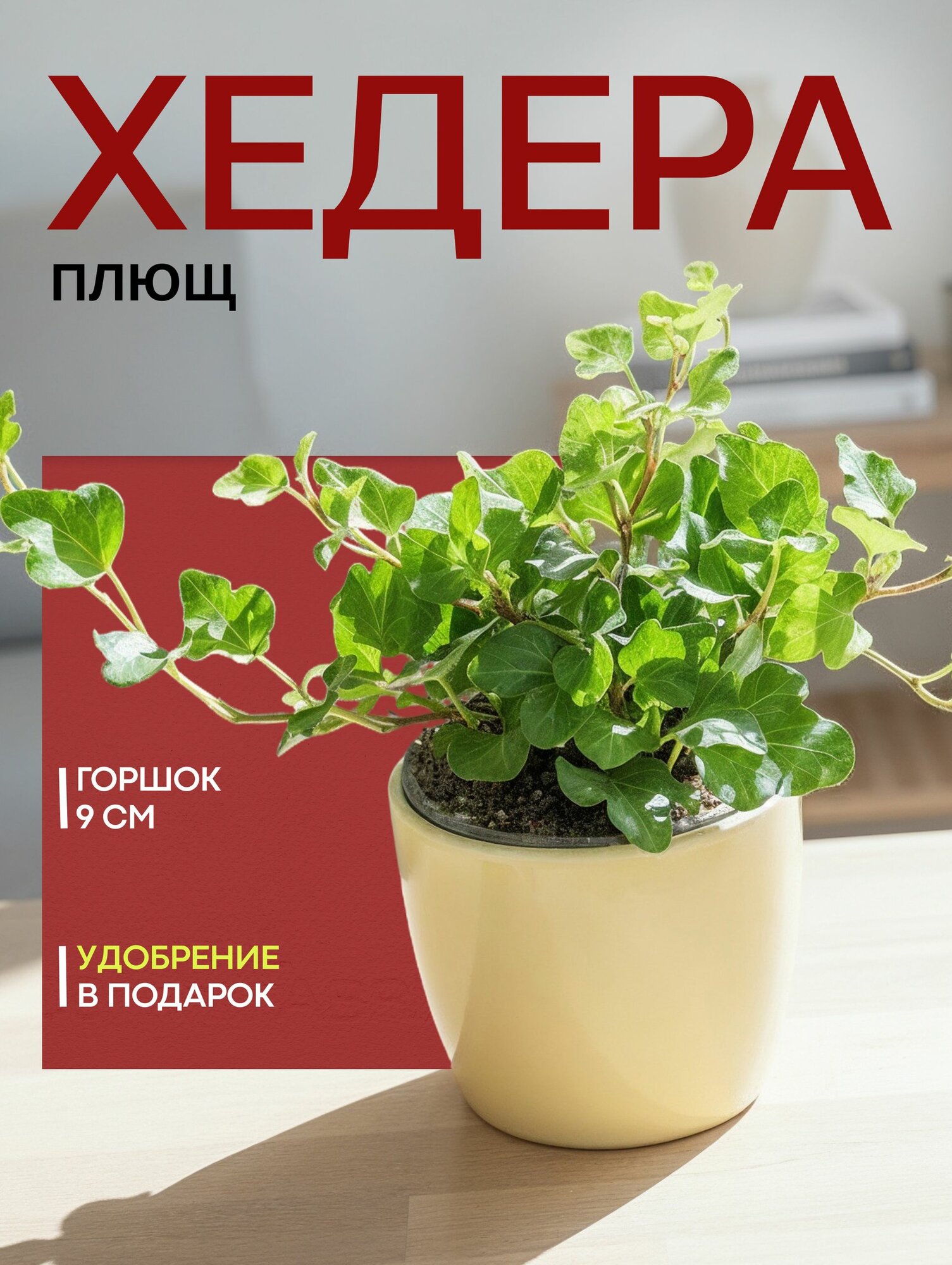 Плющ Хедера комнатный цветок в горшке живой