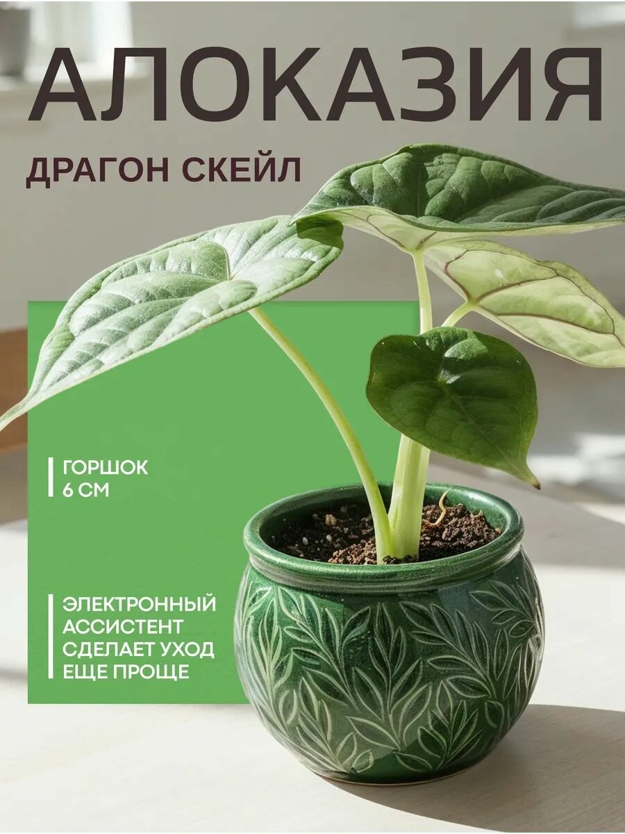 Алоказия Драгон Скейл Живое комнатное растение