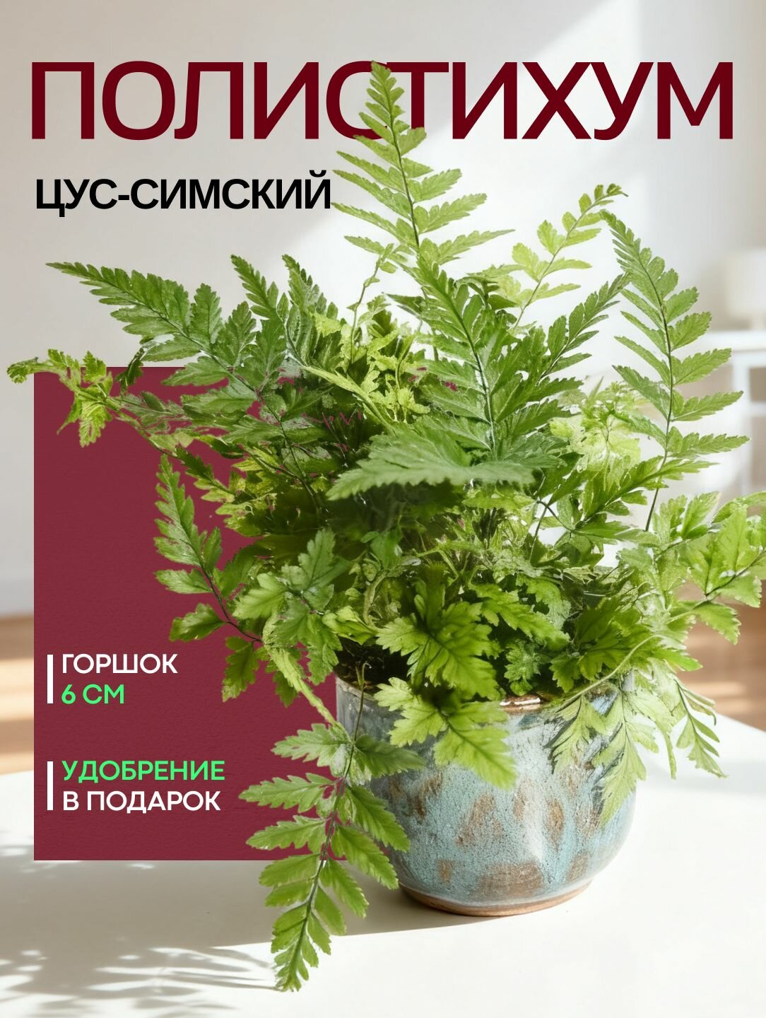 Полистихум Цус Cимский комнатный цветок в горшке живой