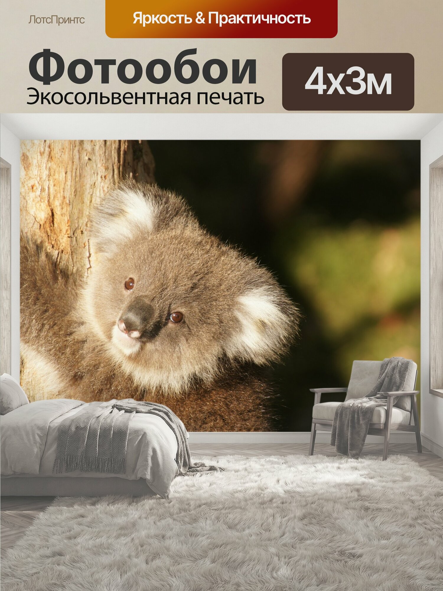 Фотообои "Коала, австралия, ленивый" 400x300 см. экосольвентная печать