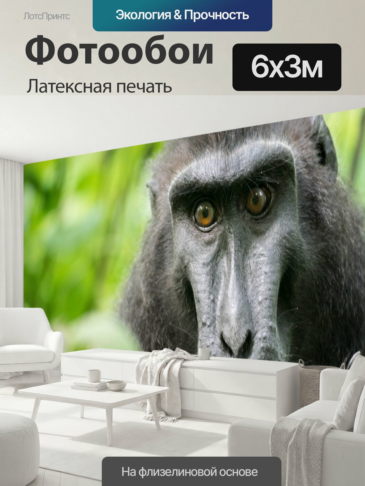 Фотообои моющиеся ударопрочные "Знаменитости хохлатая макака, обезьяна, tangkoko заповедник" 600x300 см. латексная печать