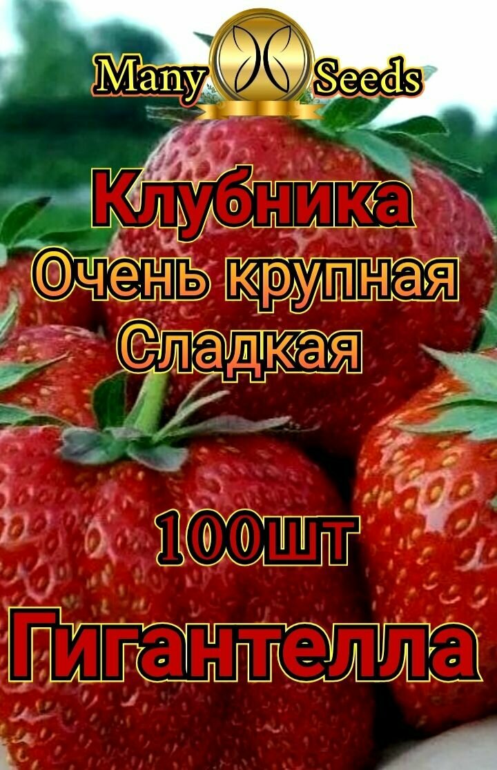 Семена ,100шт для посадки