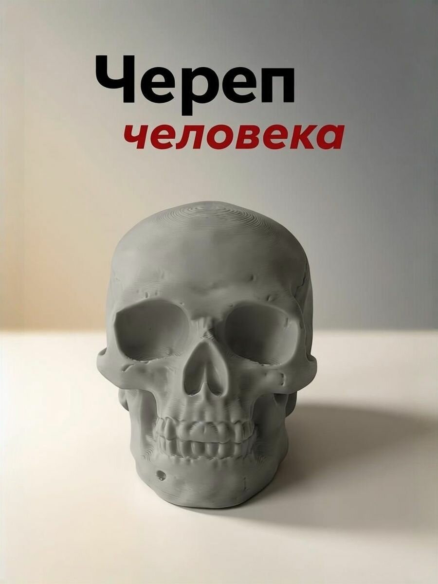 Череп Человека
