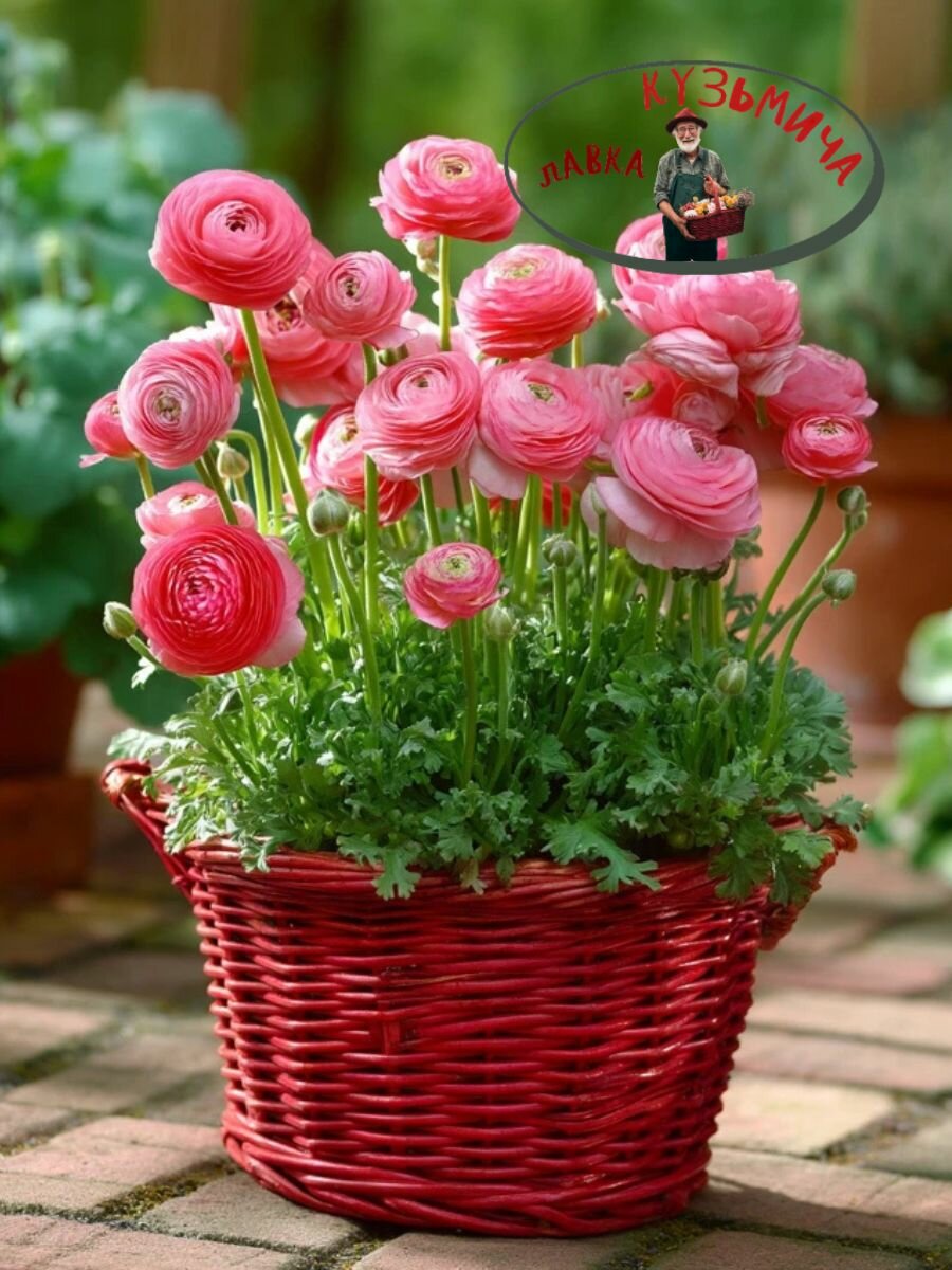 Лавка Кузьмича, Ранункулюс/лютик PINK, многолетний (5 штук )