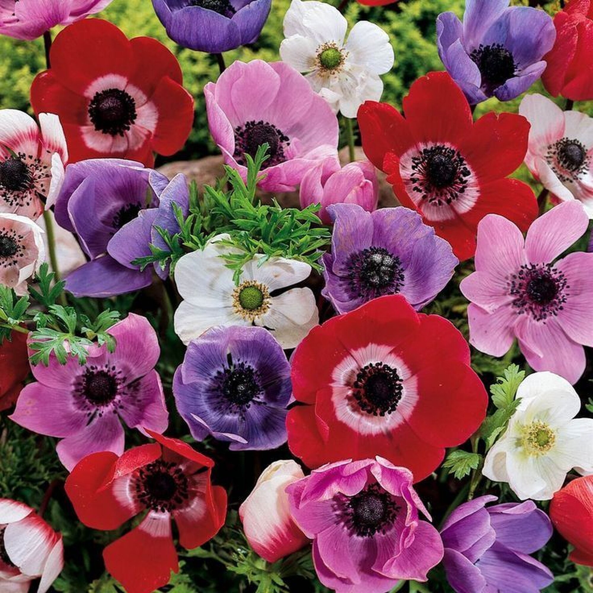 Семена анемоны LeFlower, микс сортов, многолетние, упаковка 1 шт, 1 упаковка