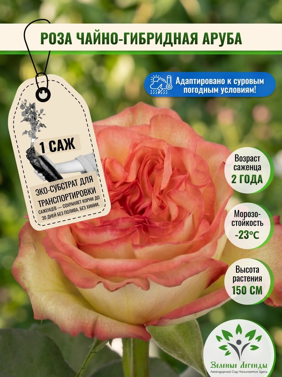 Саженцы роз чайно-гибридная Аруба