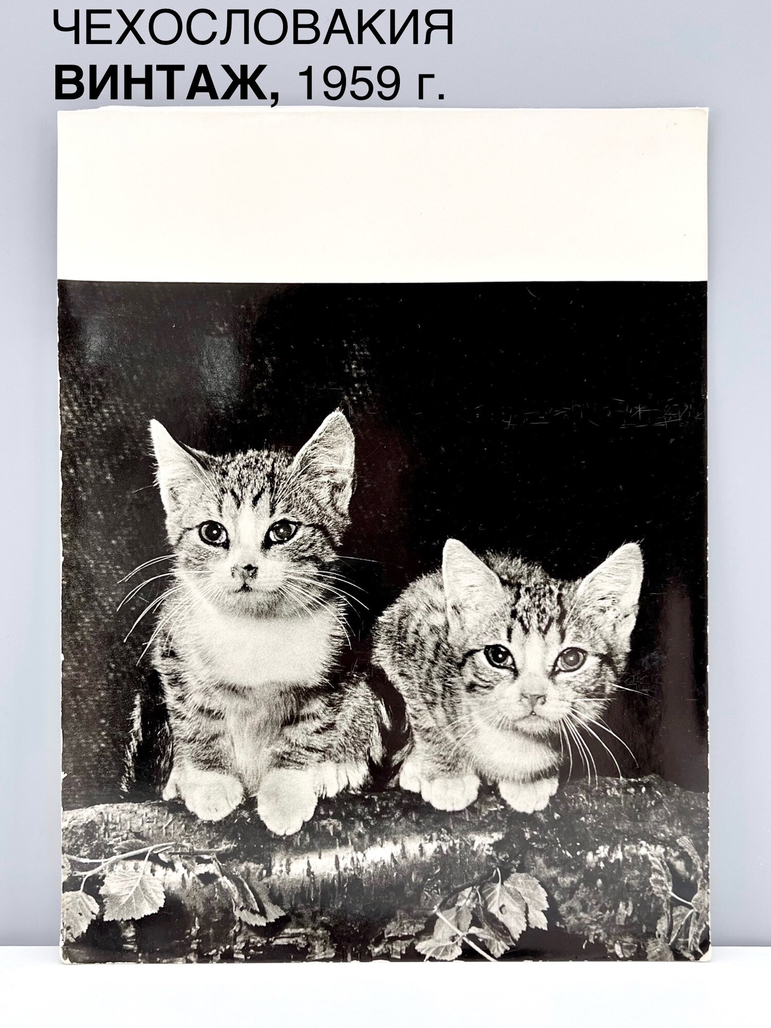 Винтажная фотография "Кошка № 20". Авт. Эрих Тылинек. Изд. Artia. Чехословакия, 1959 г.
