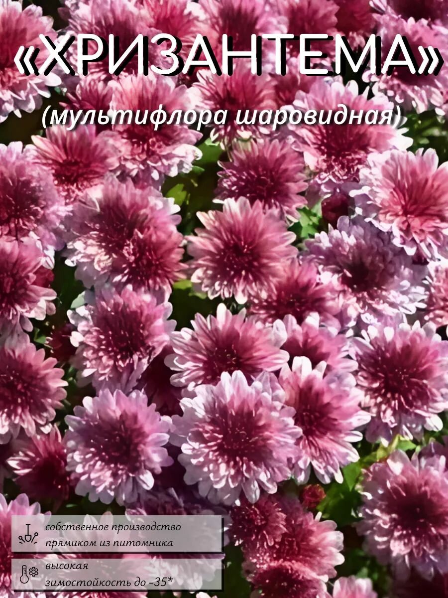 Хризантема мультифлора Санбим Лавли Биколор