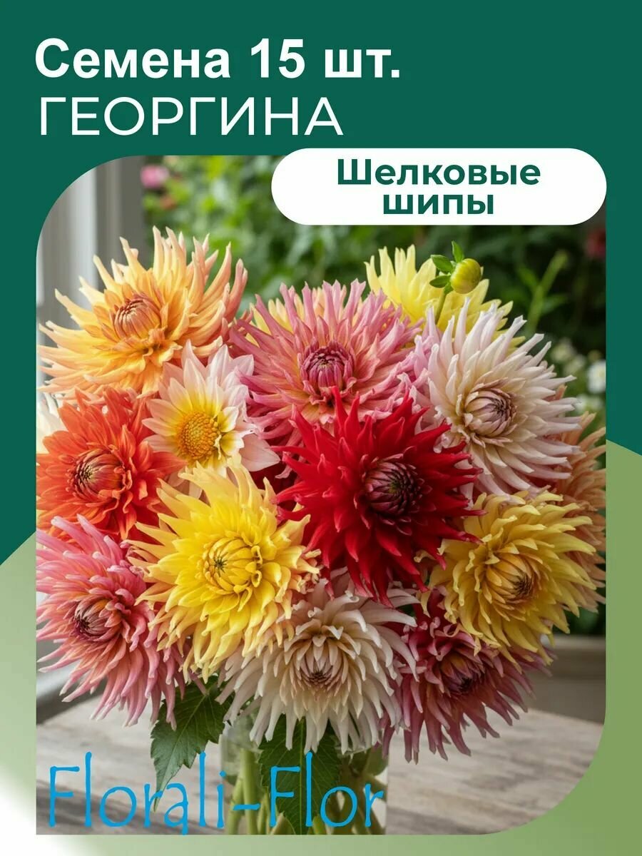 Георгина Семена