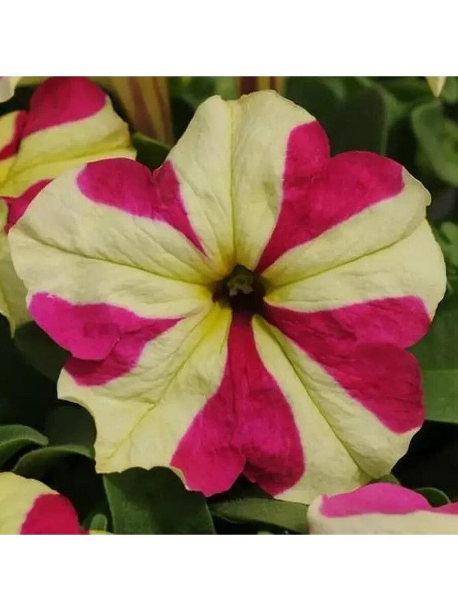 Семена петунии Sophistica F1 lime bicolor (5шт.)