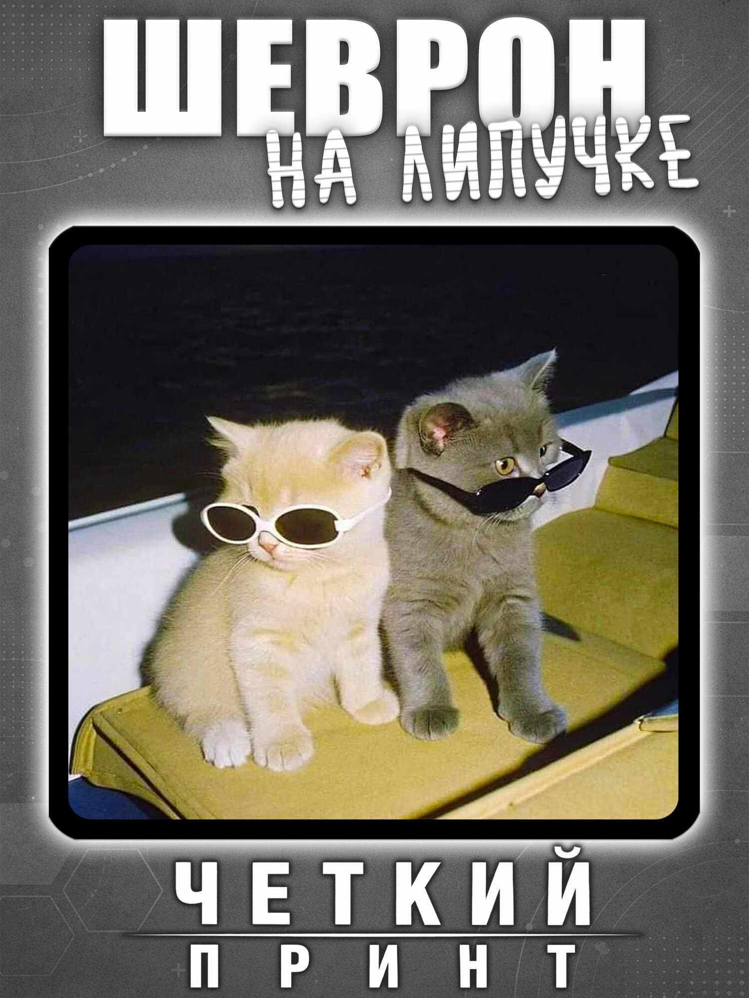 Шеврон коты в очках