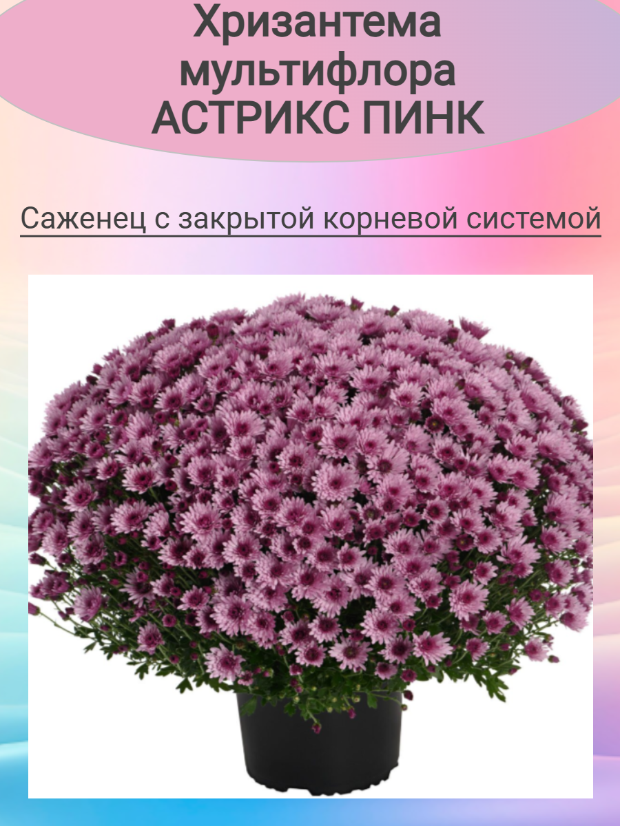 Хризантема мультифлора Астрикс Пинк